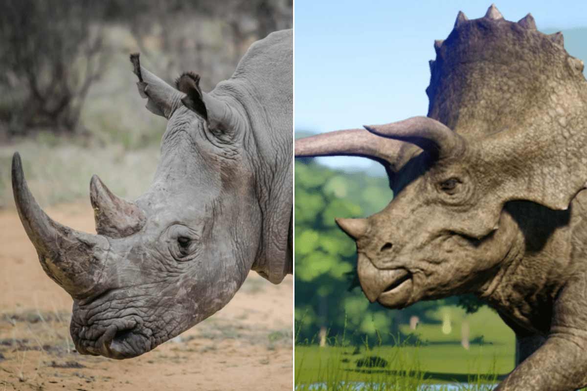 Is A Rhinoceros A Dinosaur? Did Rhinos Live with Dinosaurs? - Rhino Rest