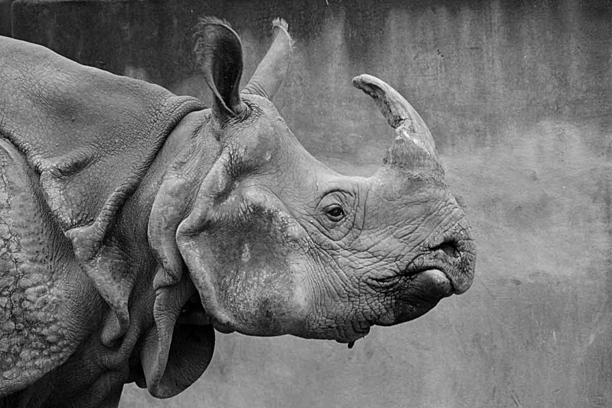 White Rhino Extinct - Can we Save the White Rhino? - Rhino Rest