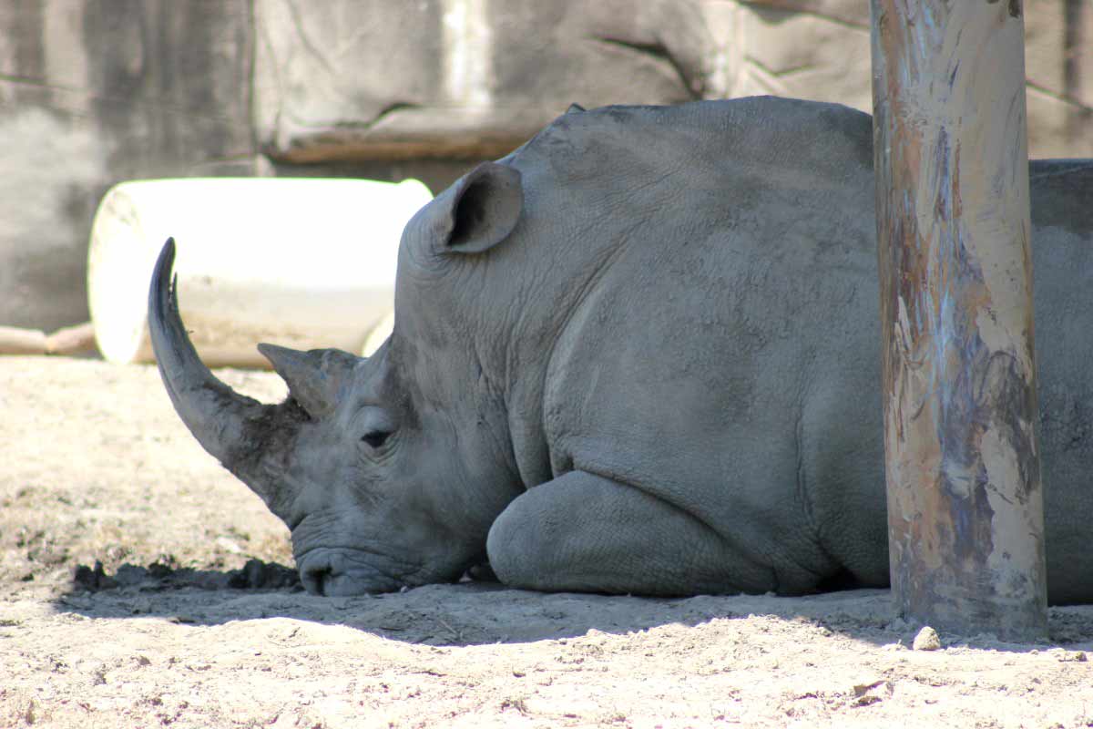Rhino Predators - What Animal would Kill a Rhinoceros? - Rhino Rest