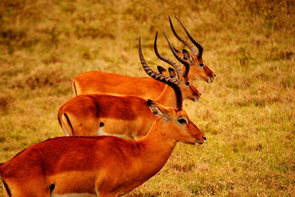 16 Unique Type of Antelope in Africa Wildlife Diversity - Rhino Rest