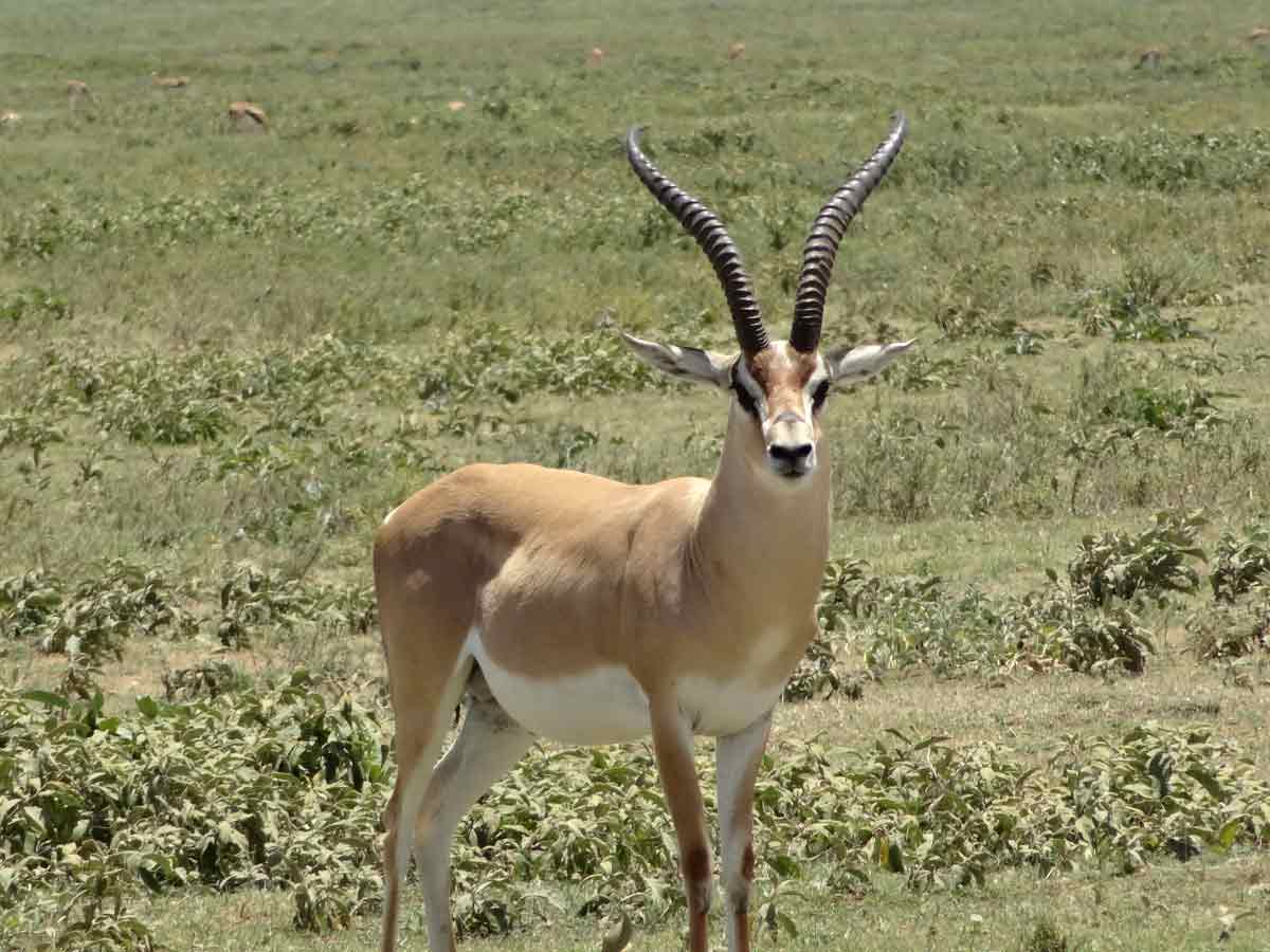 Impala Animal - Facts | Profile | Description | Diet | Habitat | Traits ...