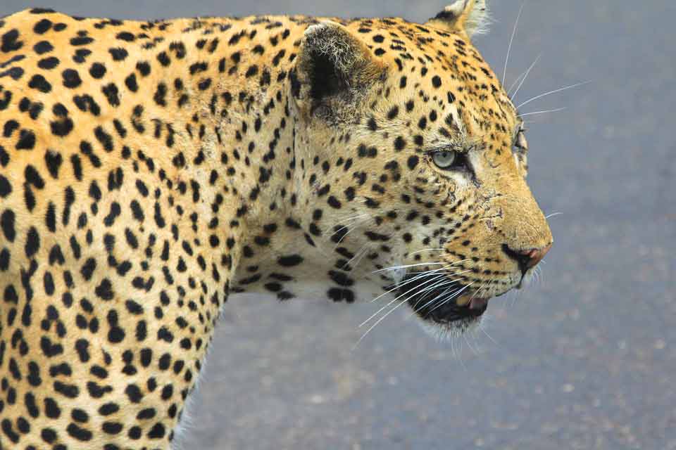 African Leopard Interesting, Fun, Amazing Facts and Information - Rhino ...