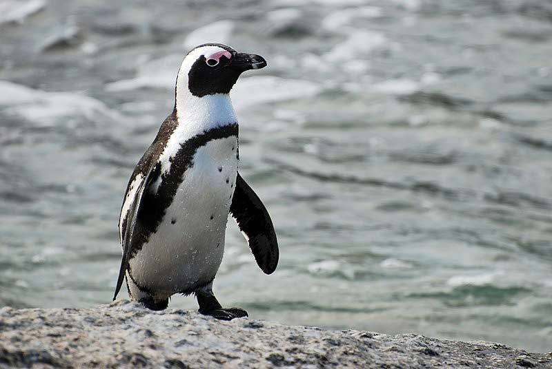 African Penguin Facts Profile Traits Behavior Habitat Diet Rhino Rest african-penguin-facts-profile-traits-behavior-habitat-diet-rhino-rest