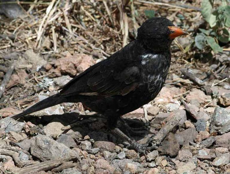 Small Five of Africa - Little 5 Creatures of South Africa to Explore ...