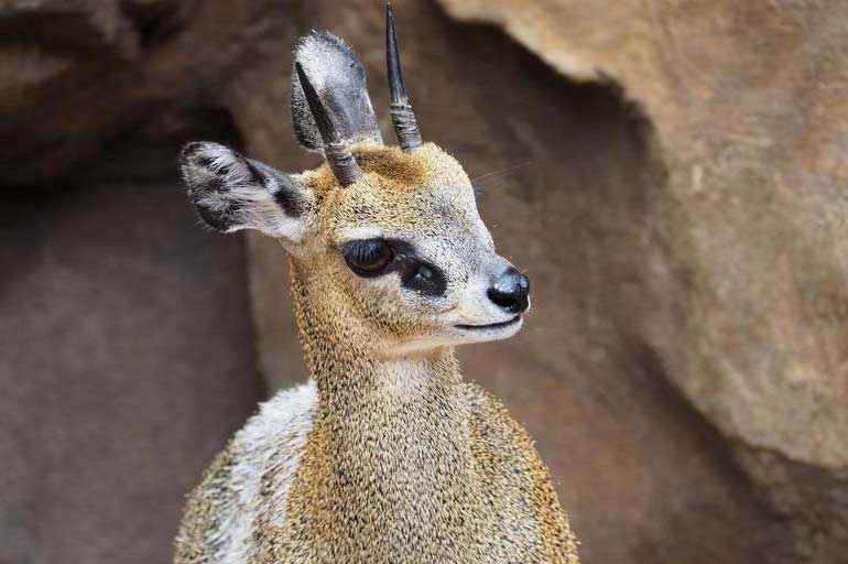 200+ Native African Animals - Biodiversity | Ecosystem | Conservation ...