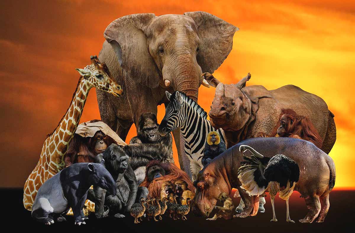 How to Write a Research Paper about African Fauna - Rhino Rest