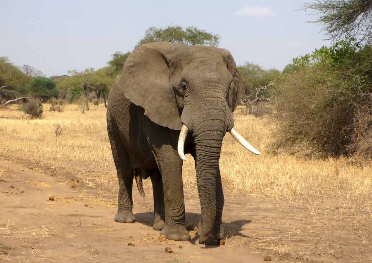 How To Become A Wildlife Biologist Building A Career In Nature Rhino how-to-become-a-wildlife-biologist-building-a-career-in-nature-rhino