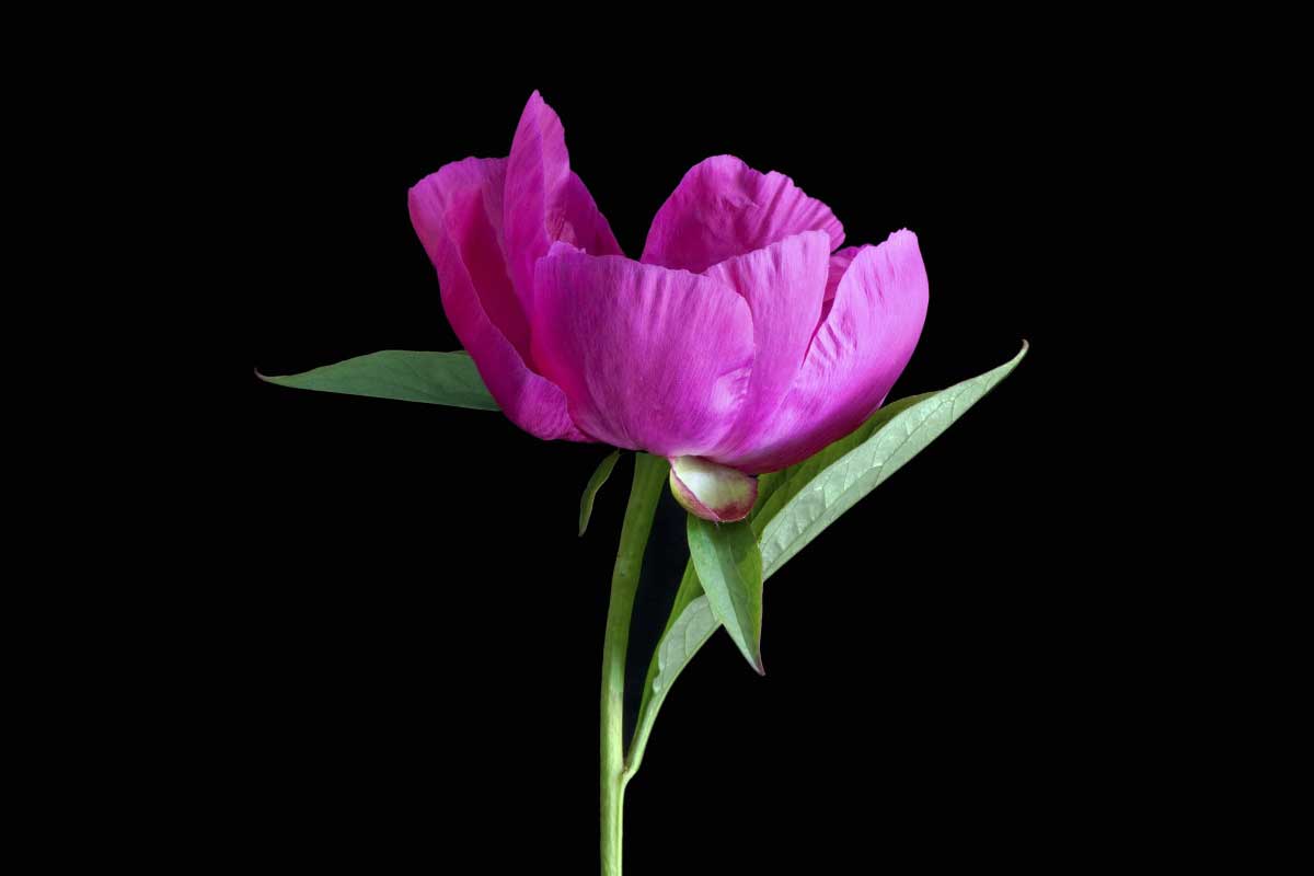 39 Most Popular Plants for Landscaping for All Time - Rhino Rest