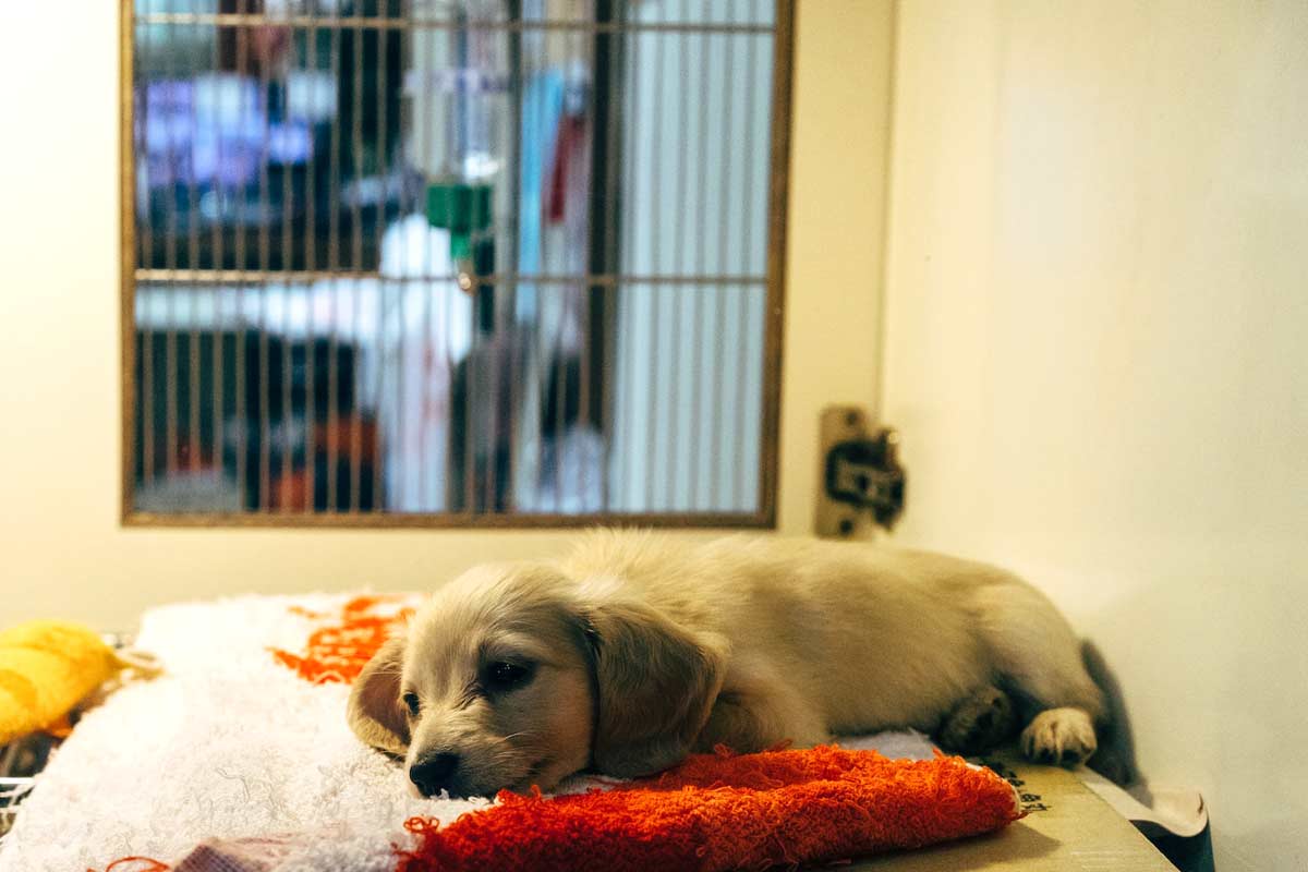 9 Top Reasons to Rescue a Shelter Dog as a Student - Rhino Rest